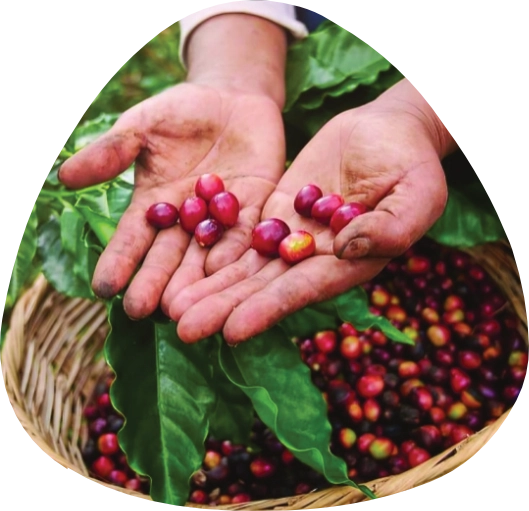 About - MOKAI Regal Coffee Roaster